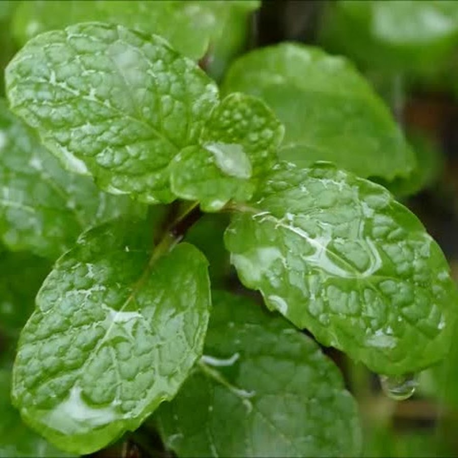Watermint - YouTube