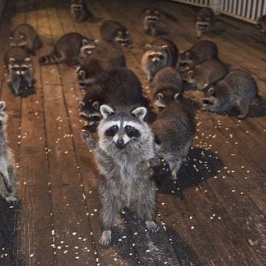 xd raccooneggs - YouTube