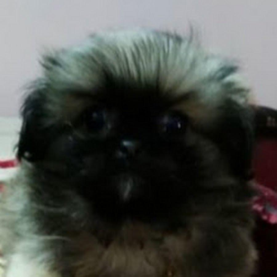 Egyptian Baladi Dog - YouTube