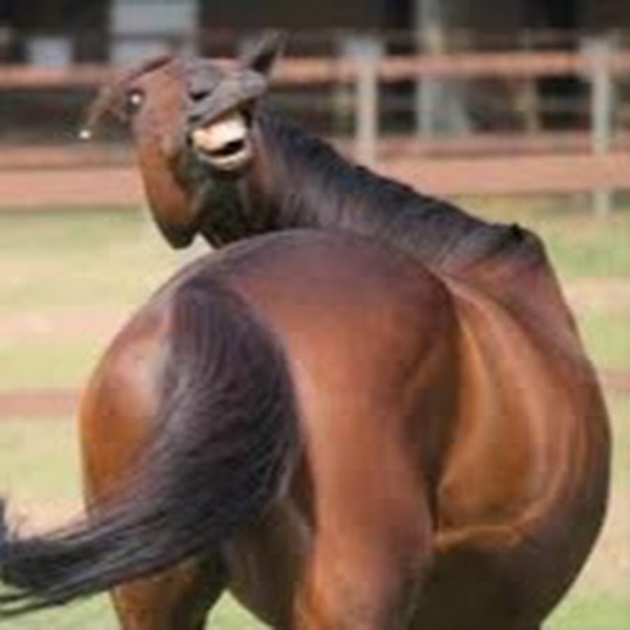 HorsePower YouTube