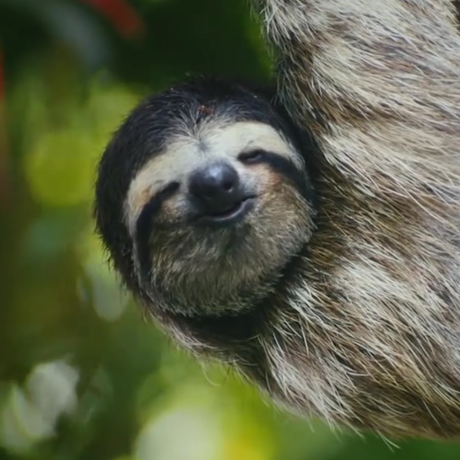 Sleepy Sloth - YouTube