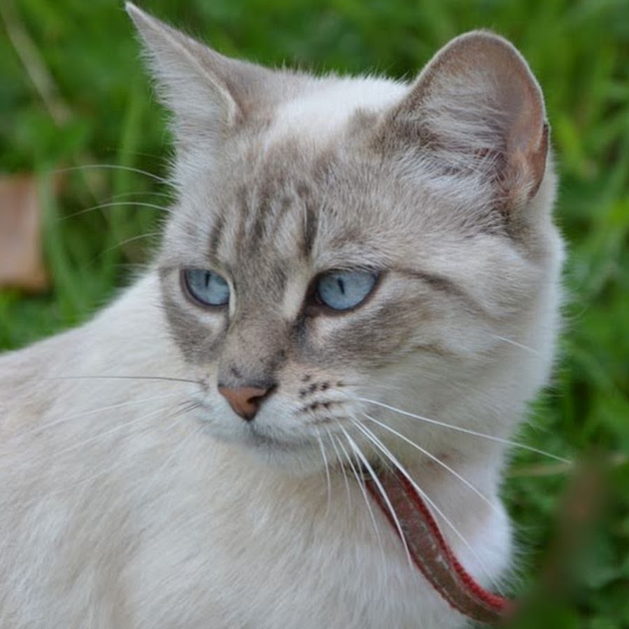 gato crema - YouTube