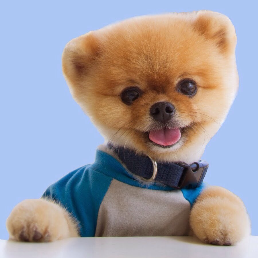 Jiff Pom - YouTube