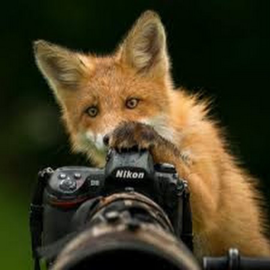 Mikkel ræv - YouTube