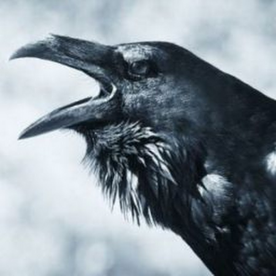 Raven Song - YouTube