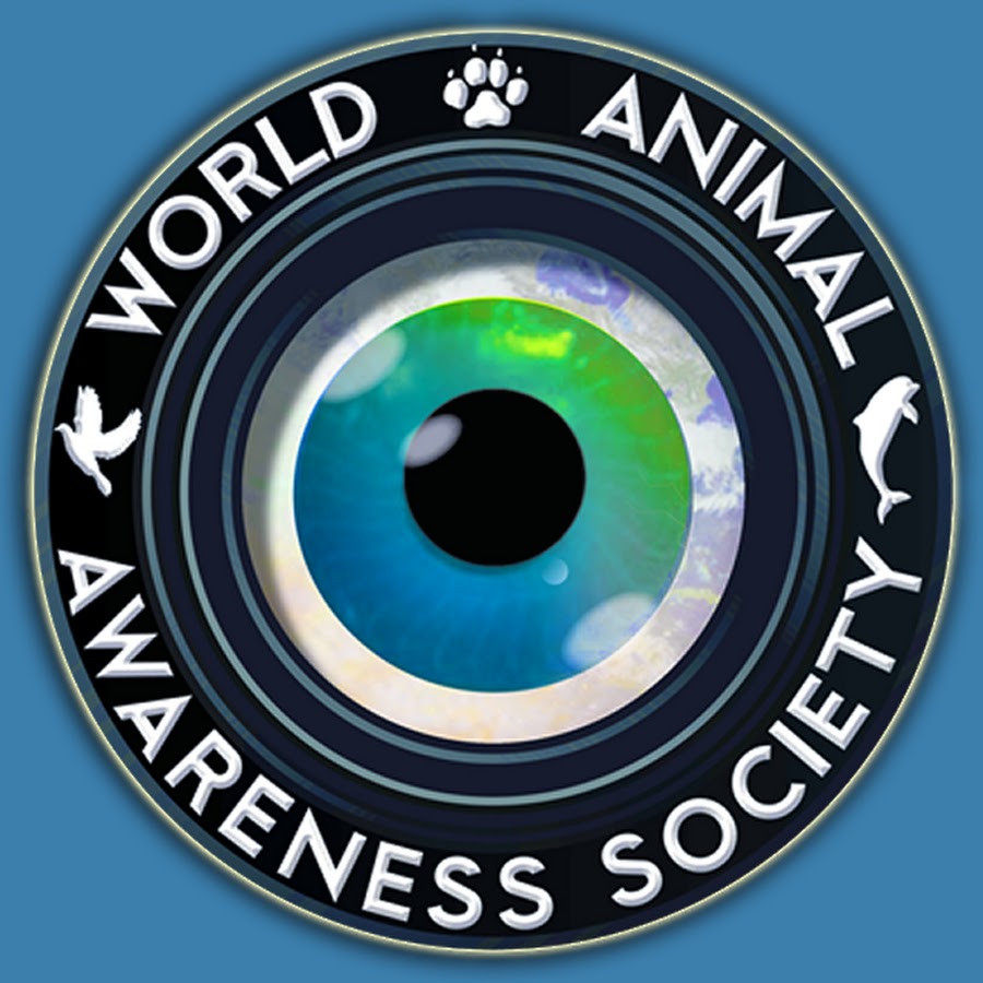 World Animal Awareness Society - YouTube