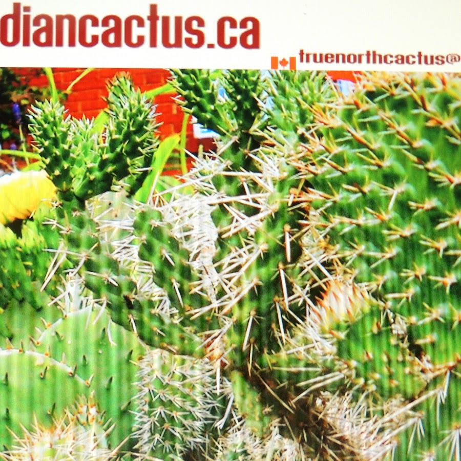 Canadian Cactus - YouTube