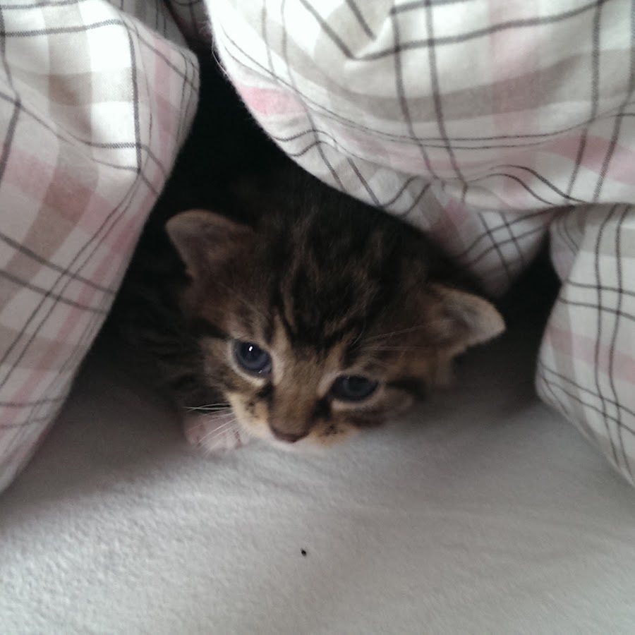 maca paca polo - YouTube