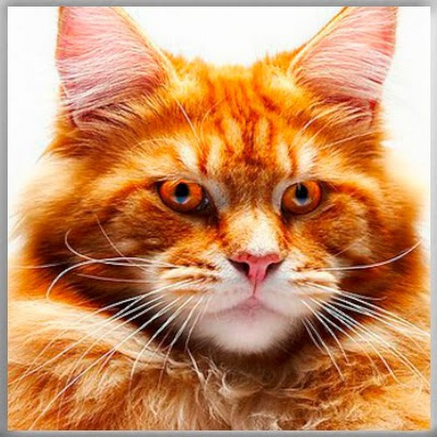 FUNNY GOLD - YouTube