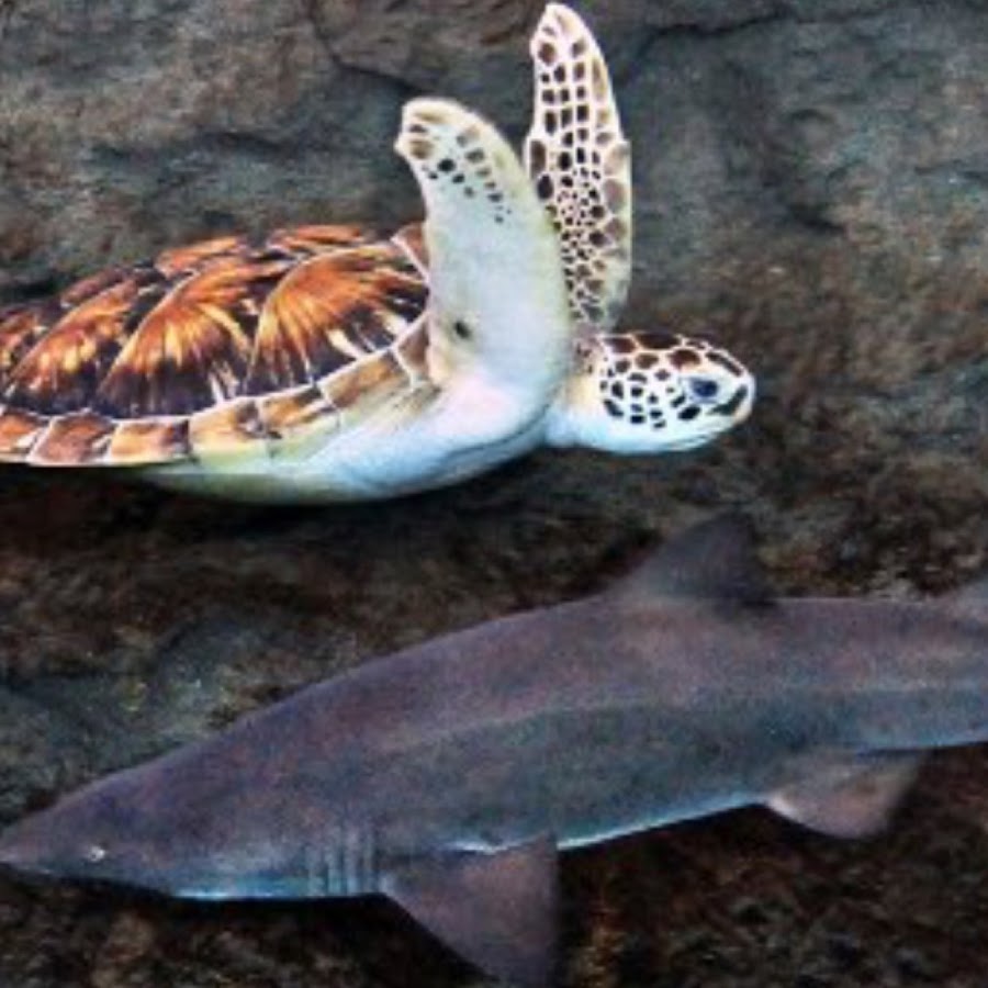 SHARK TURTLES - YouTube