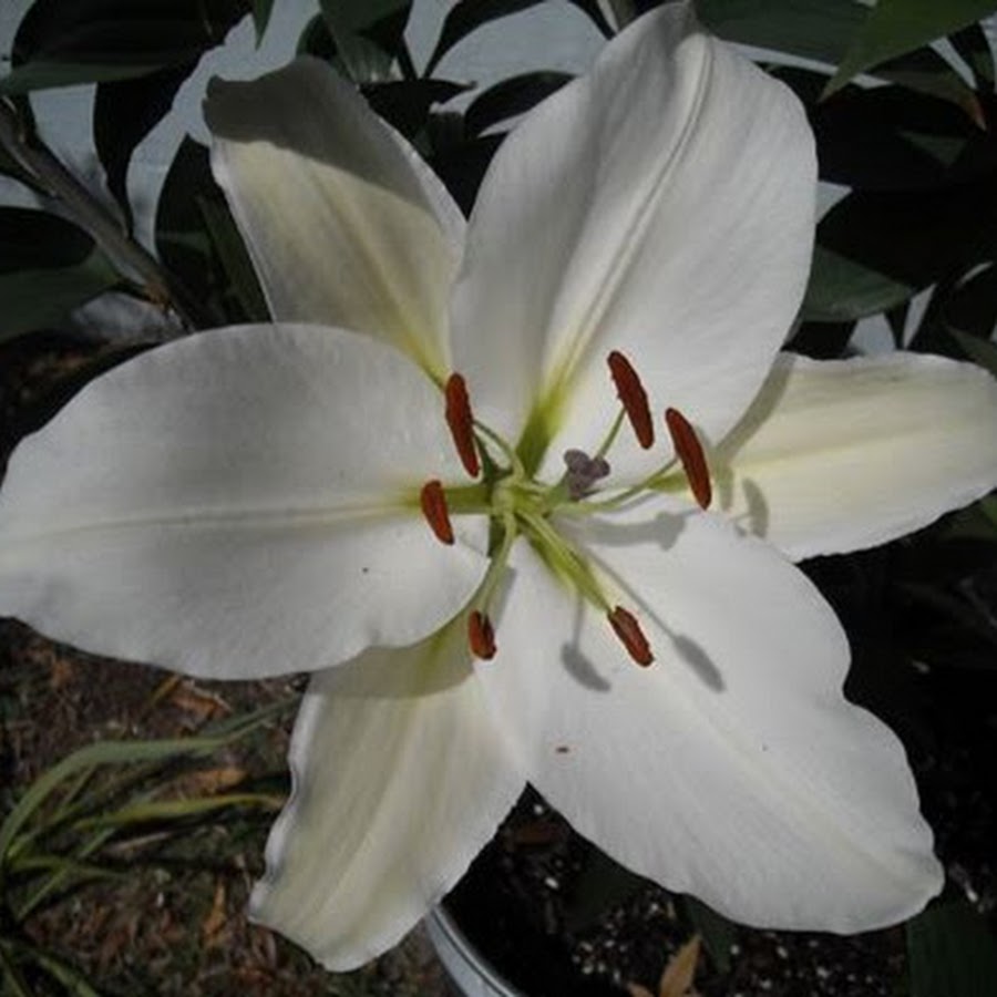 Alex's Corner - YouTube