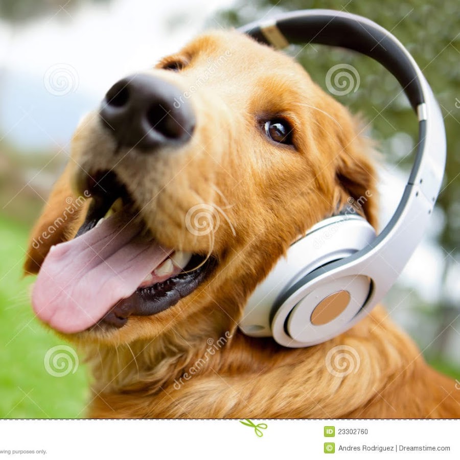 perrito gamer - YouTube