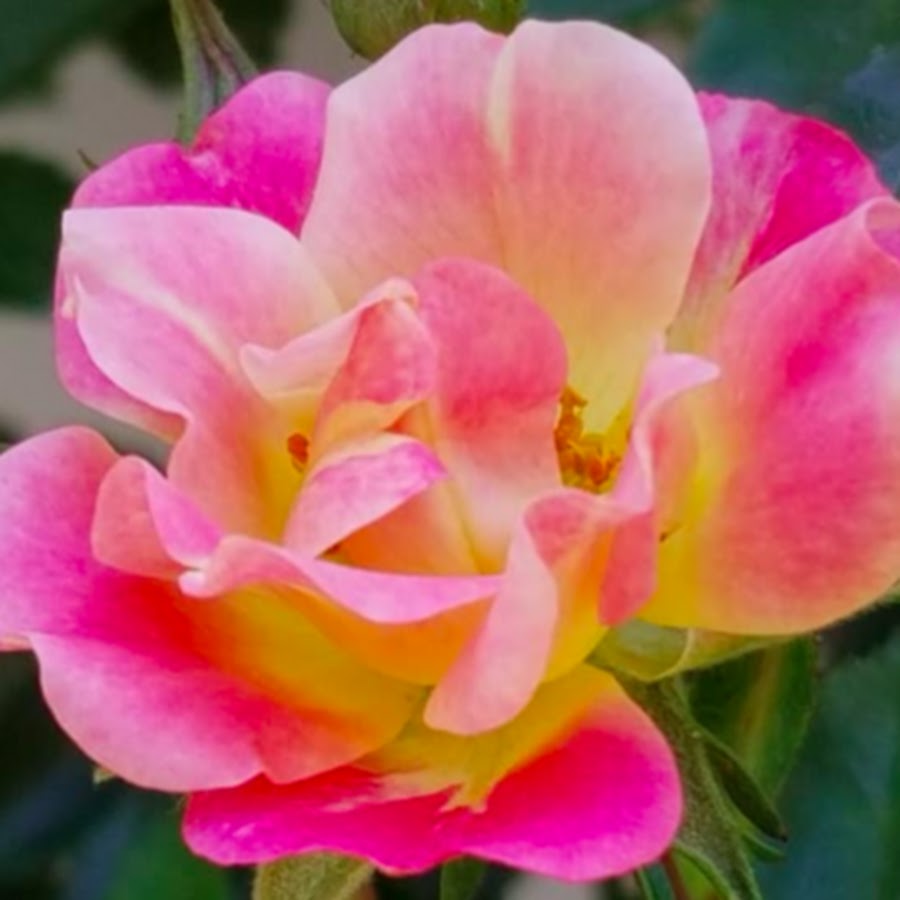 Rose Daily - YouTube