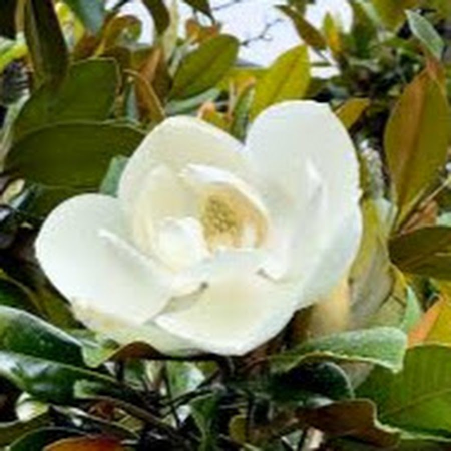 Puppo Kitty Geeks - YouTube