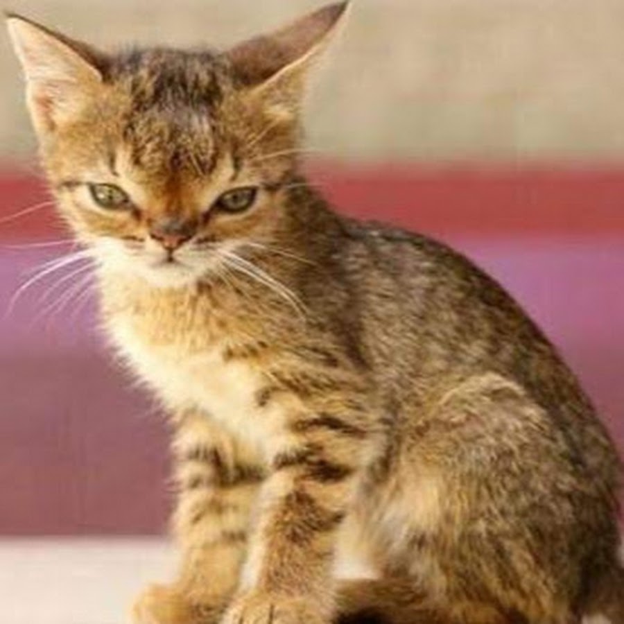 Big_PP_Cat - YouTube