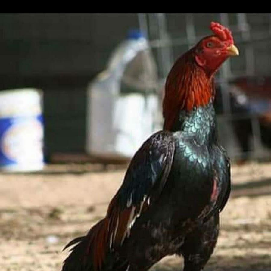 Aseel Murg - YouTube