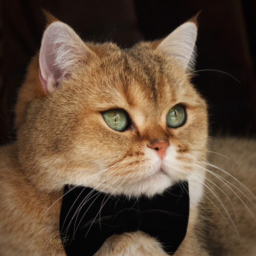 Jupiter The Cat - YouTube