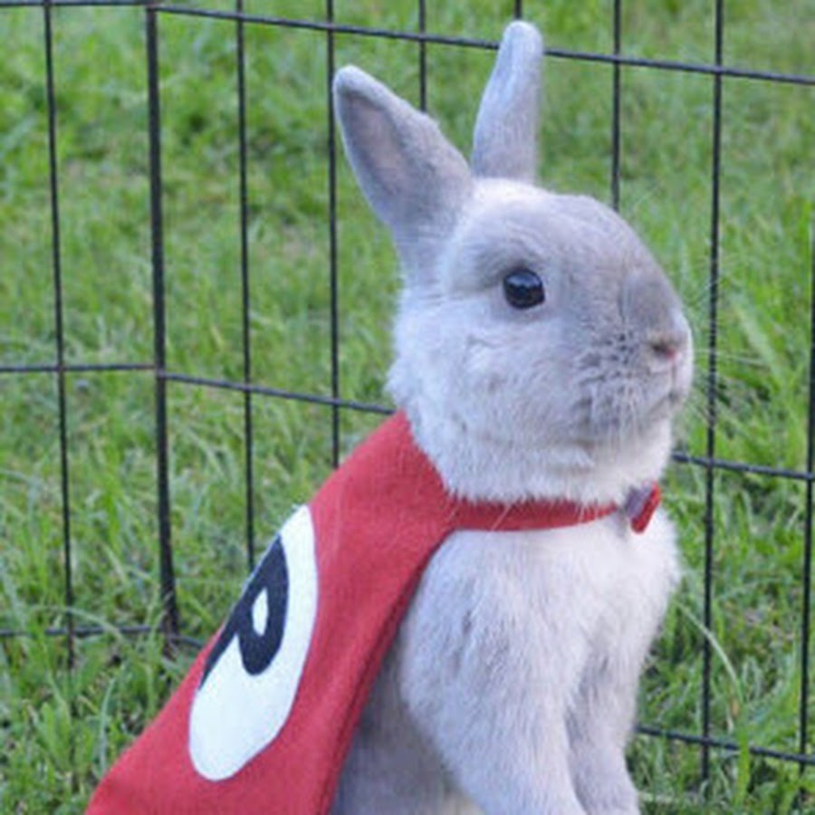 Chubby Bunnies - YouTube