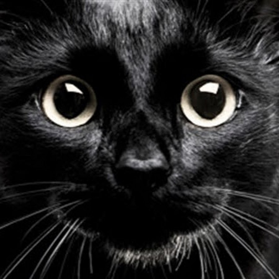 Blackcat Gaming - YouTube