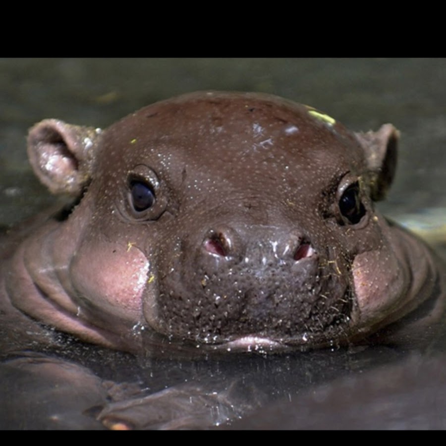 Ruby Love animals - YouTube