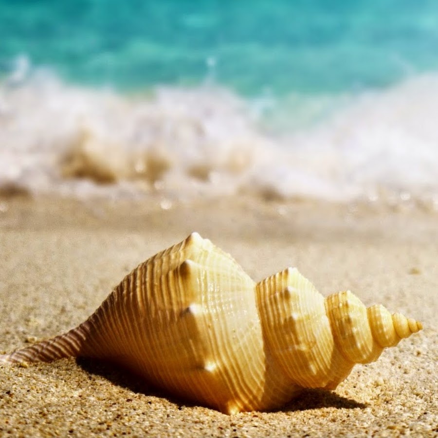 shining Pearls - YouTube