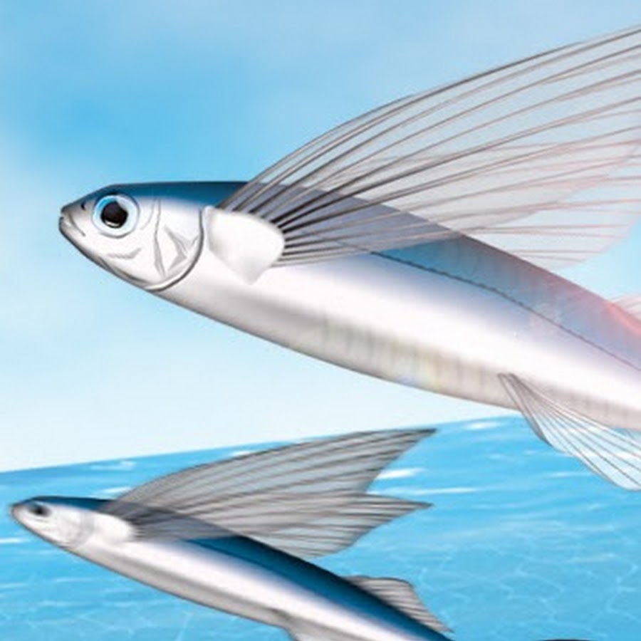 Flying fish - YouTube