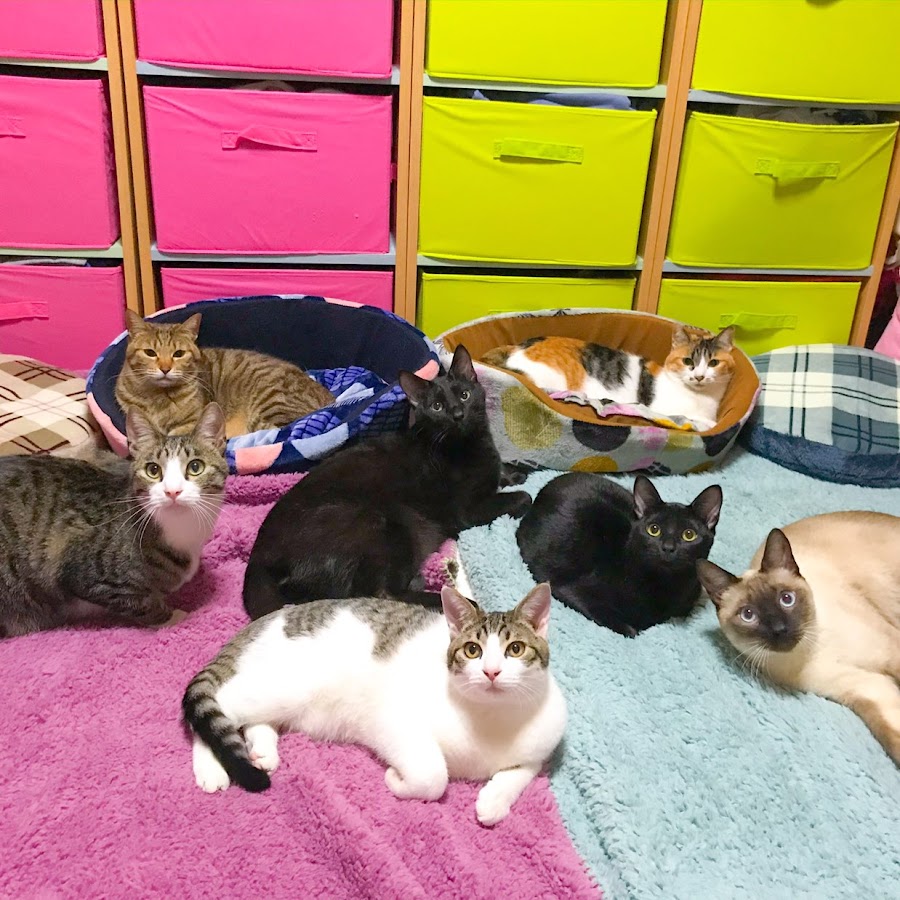 My cat corps - YouTube