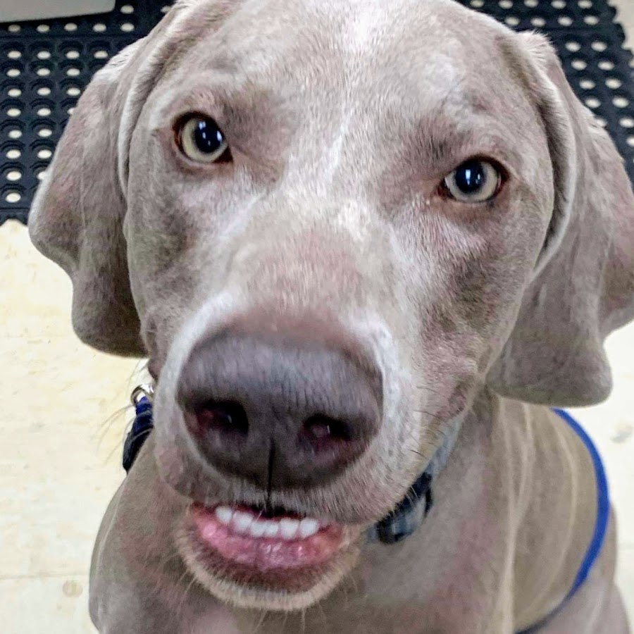 Dashing Dogs Dental - YouTube