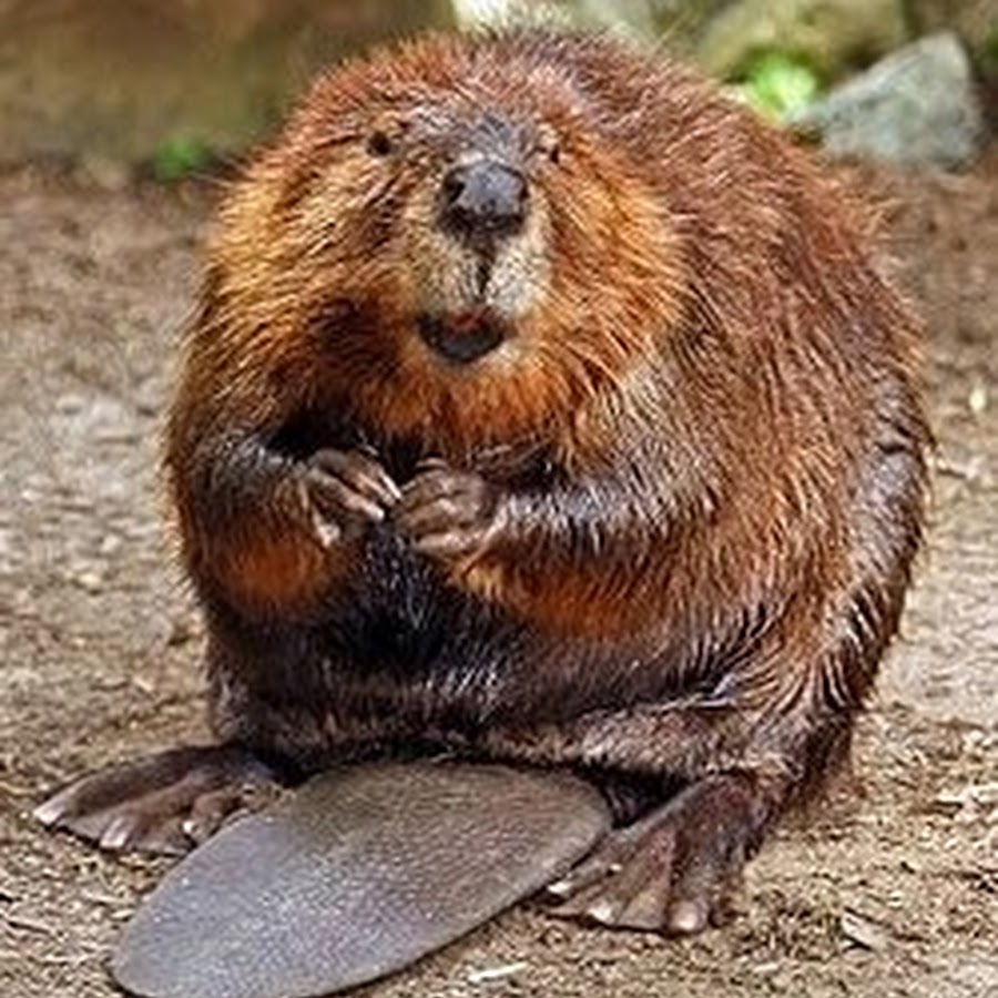 Fat Beaver - YouTube