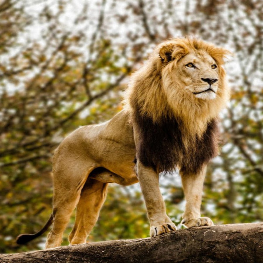 The dead lion - YouTube