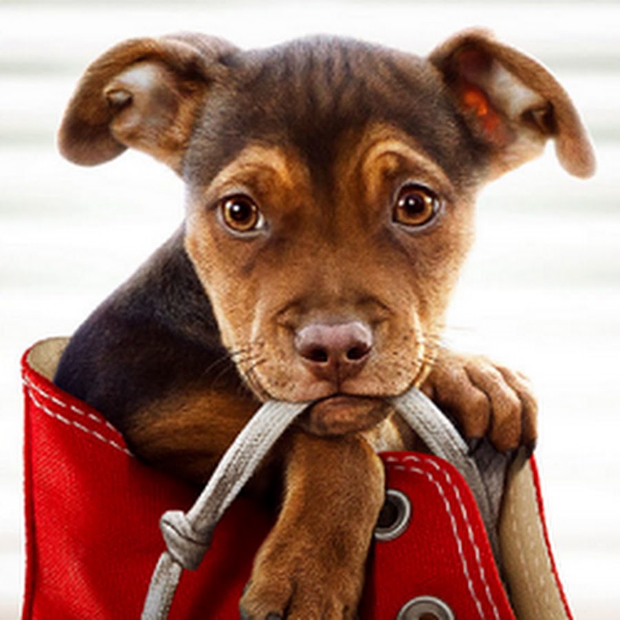A Dog's Way Home full movie 2019 - YouTube