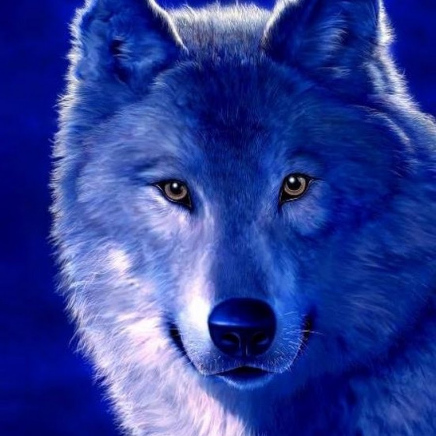 Sapphire Wolf - YouTube