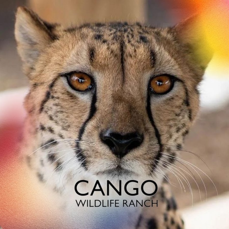 Cango Wildlife Ranch - YouTube