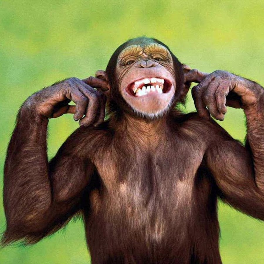 Affen Mongo - YouTube