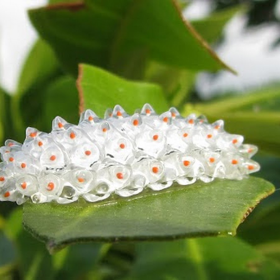 Crystal-Caterpillar - YouTube