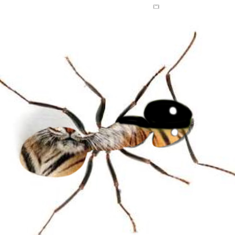Tiger ant - YouTube