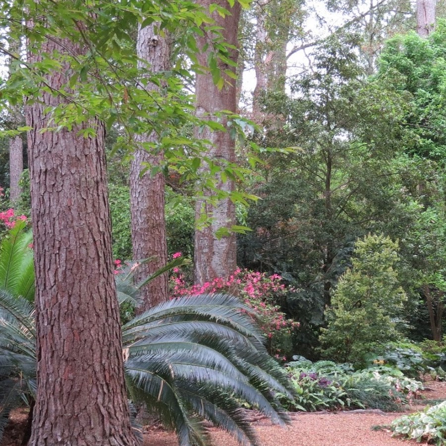 Peckerwood Garden Conservation Foundation - YouTube