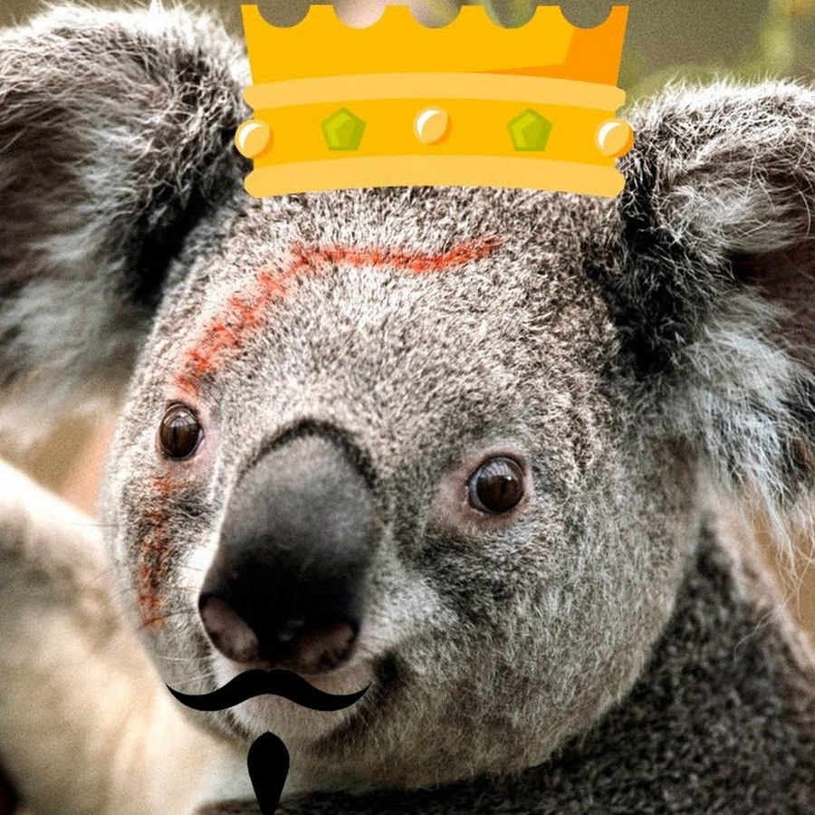 King Koala - YouTube