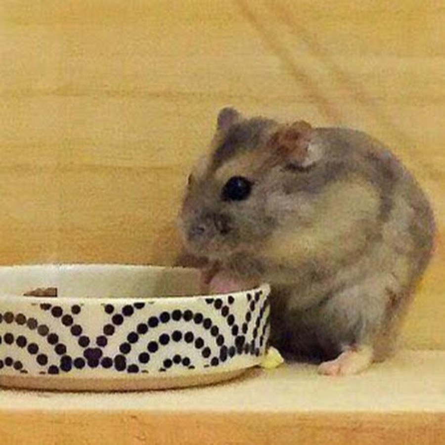 Hamstering Around - YouTube