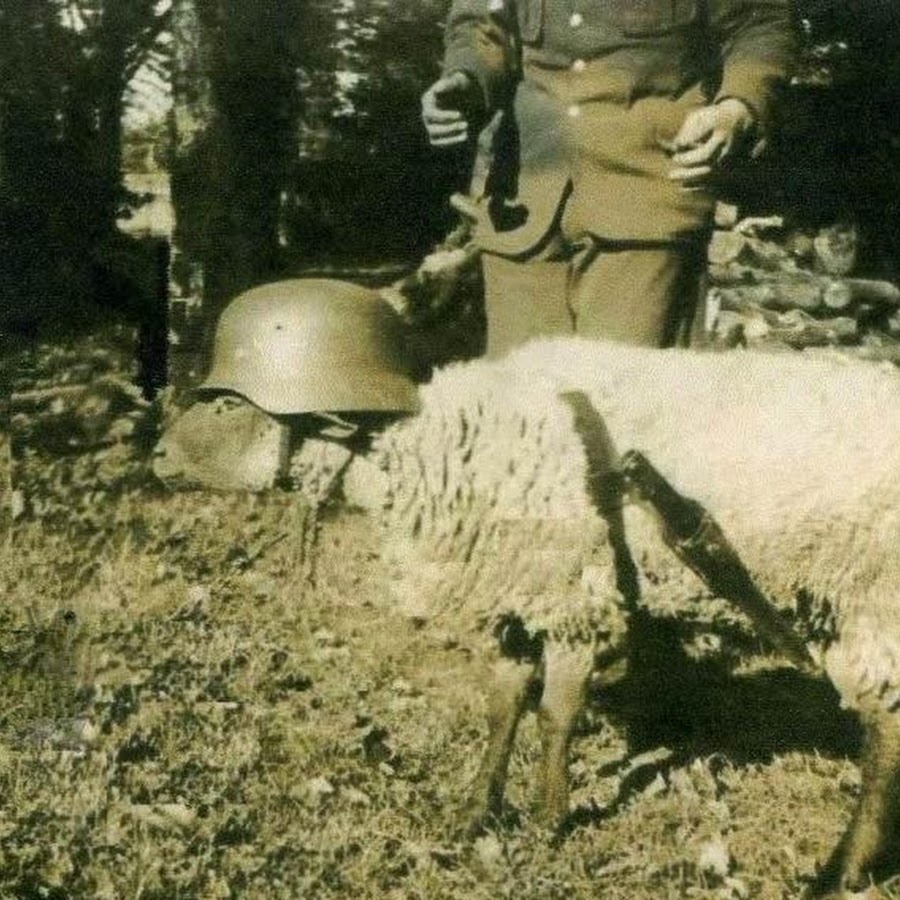 Sheep's Army - YouTube