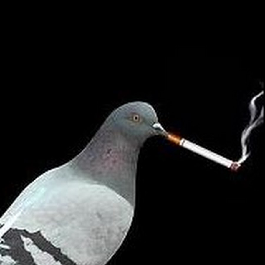 A Sad Pigeon - YouTube