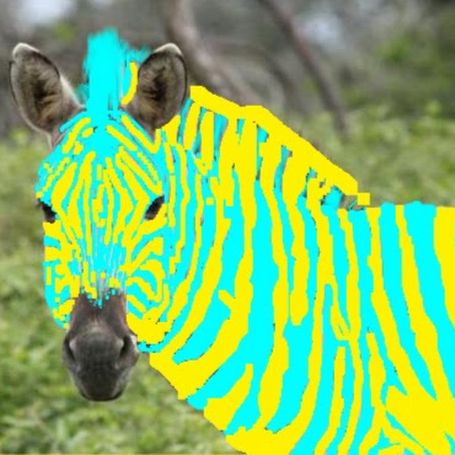 Speed Zebra - YouTube