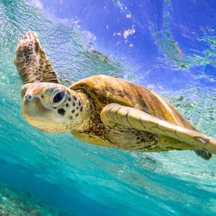 Turtle Kid - YouTube