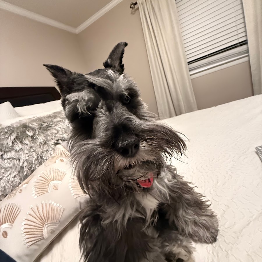 Alex Plays Roblox Official - YouTube