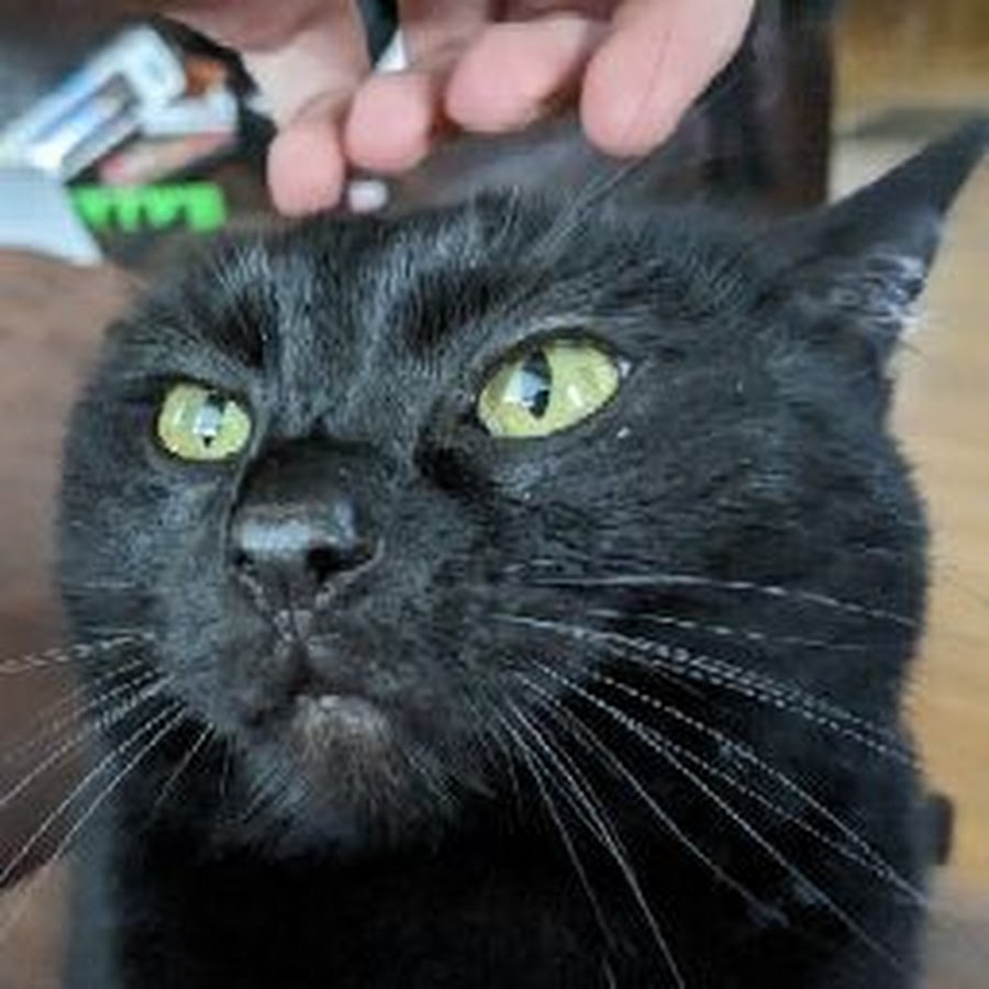 the lizard catcher - YouTube