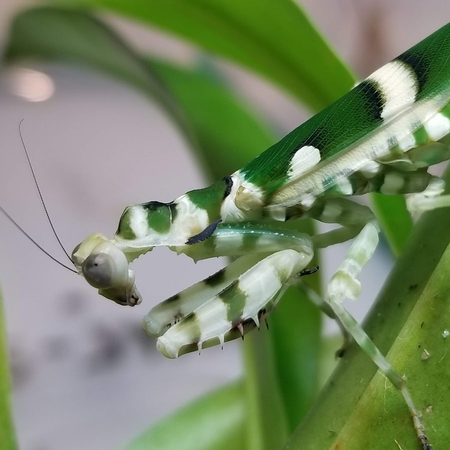 Moonlight Mantids - YouTube