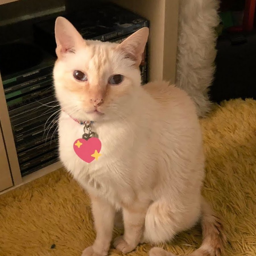 Catty YouTube