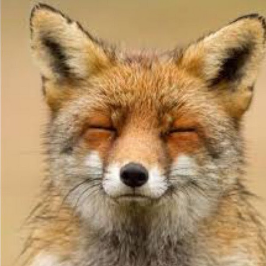 Viral fox Sings - YouTube