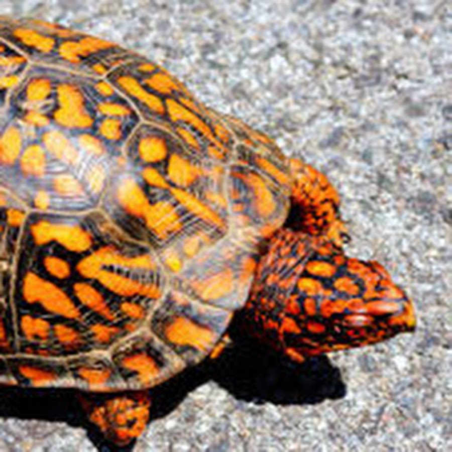 Orange Turtle - Agario - YouTube