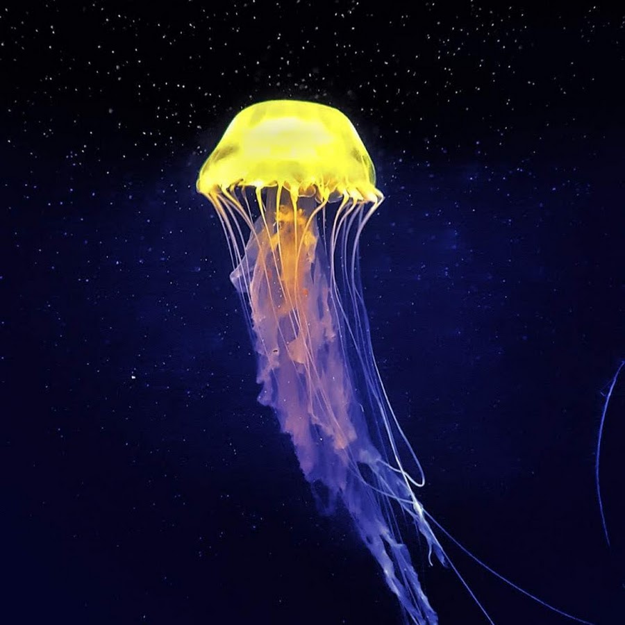 Microscopic Jellyfish - YouTube